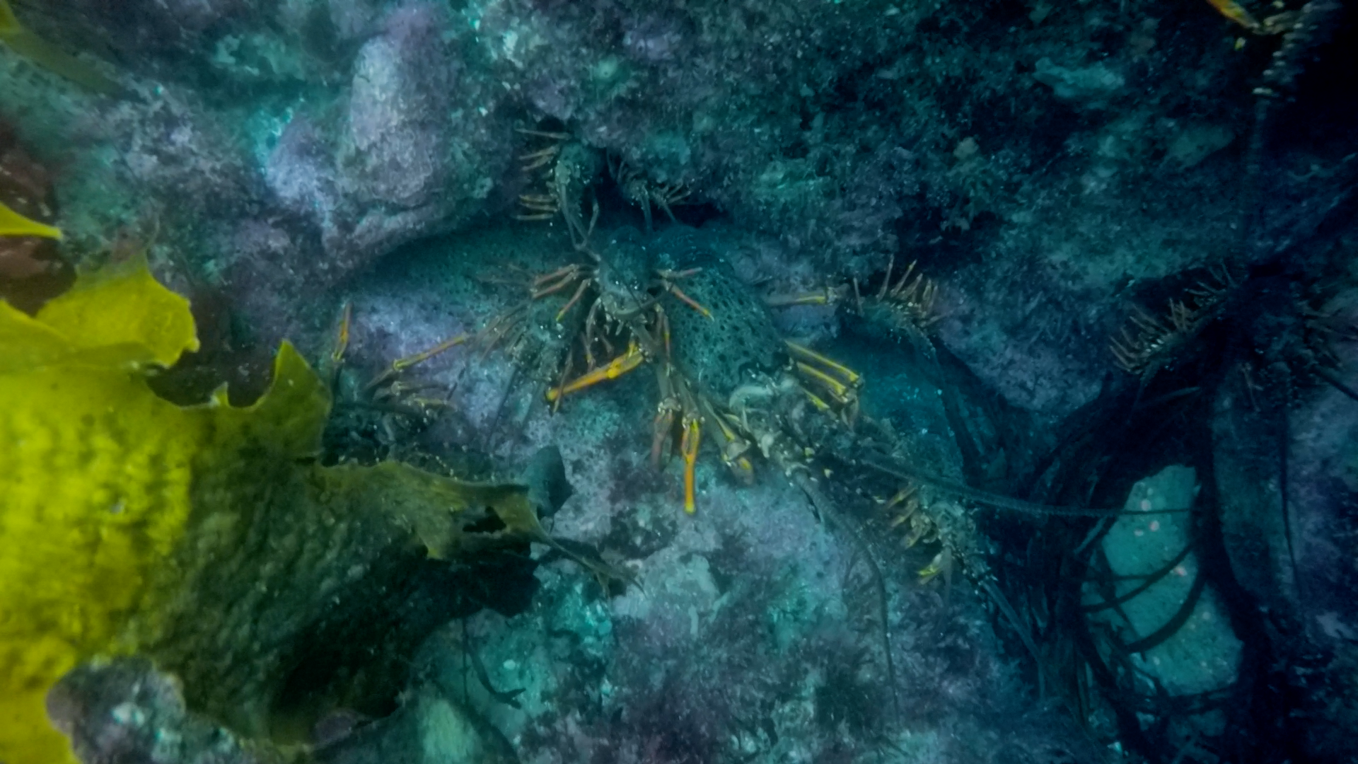 What next for crayfish? – LegaSea